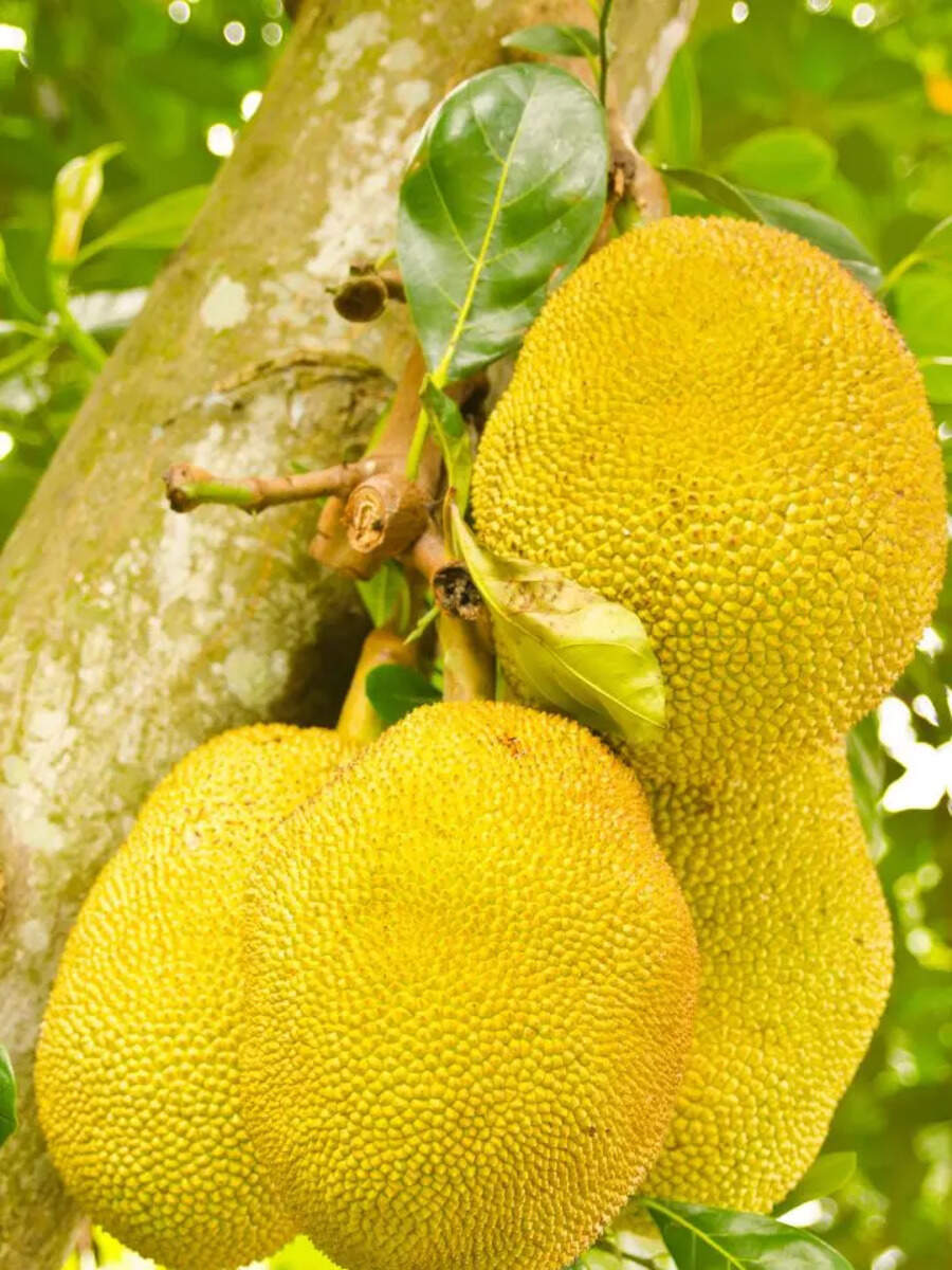 8 ways to add Kathal (Jackfruit) to your regular diet | Times of India