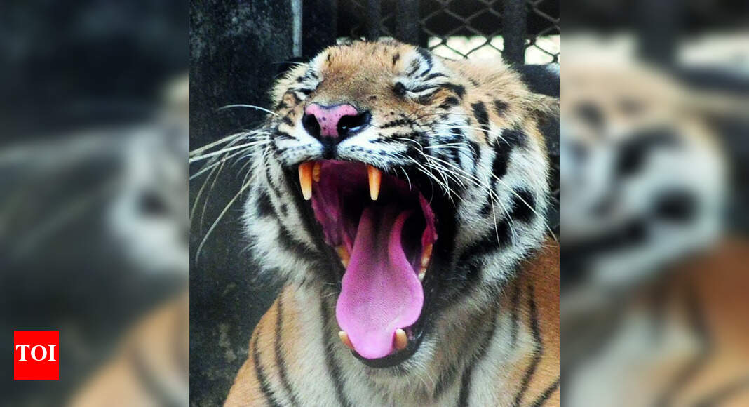 Tiger: Tiger on the prowl in Raisen town, 3 tuskers roped in for rescue ...