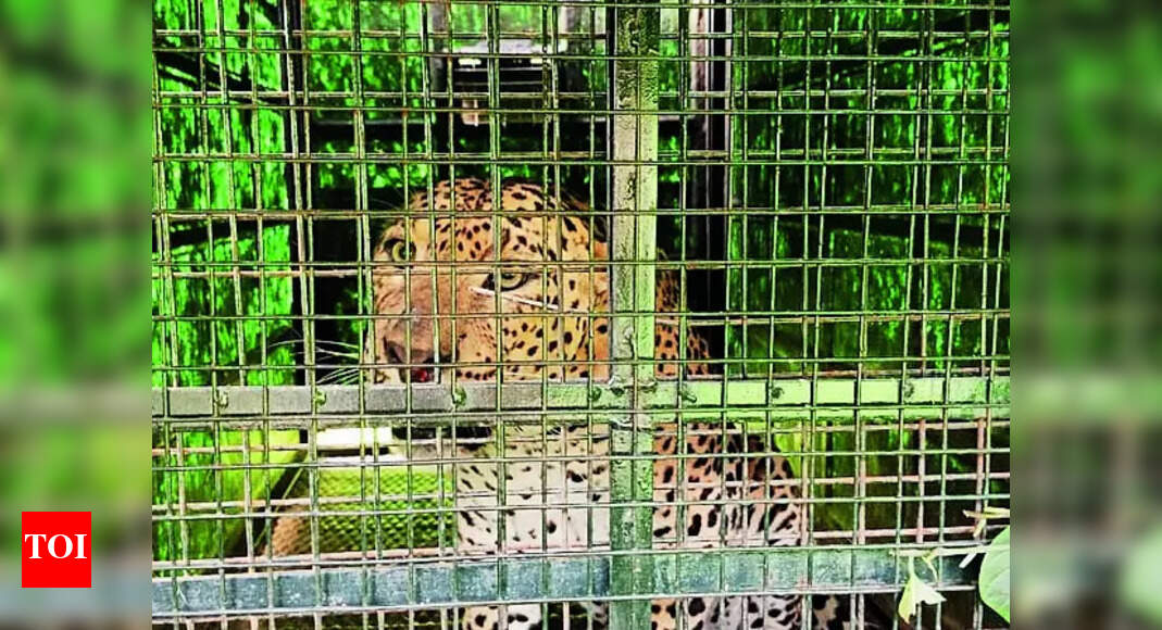Leopard: Leopard roaming around residential area captured | Coimbatore ...