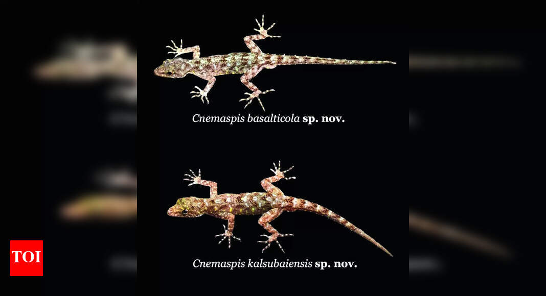 Gecko Species: Two new gecko species discovered at Kalsubai, Maha’s ...