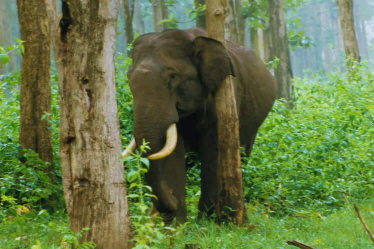 10 Indian wildlife parks and the animals they are famous for | Times of ...