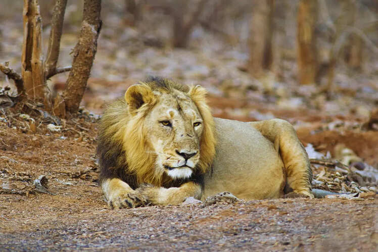 10 Indian wildlife parks and the animals they are famous for | Times of ...