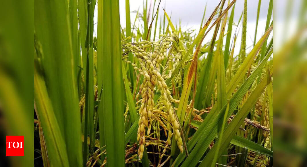 Chinchinim farmers to cultivate paddy on another 100ha of land | Goa ...