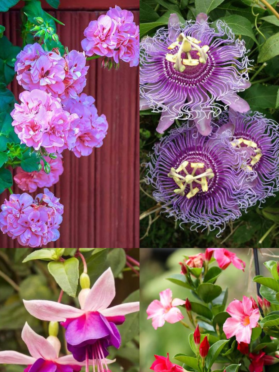 10 Hanging Plants That Produce Statement Flowers | Times Now