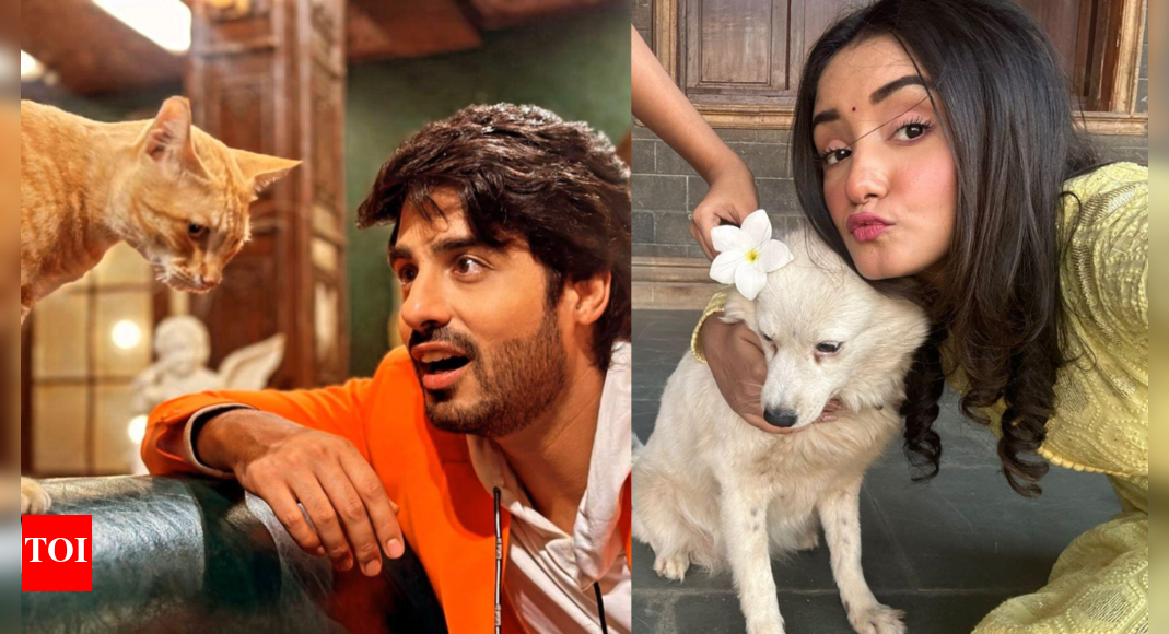 Kumkum Bhagya’s Rachi Sharma and Abrar Qazi have a soft spot for strays ...