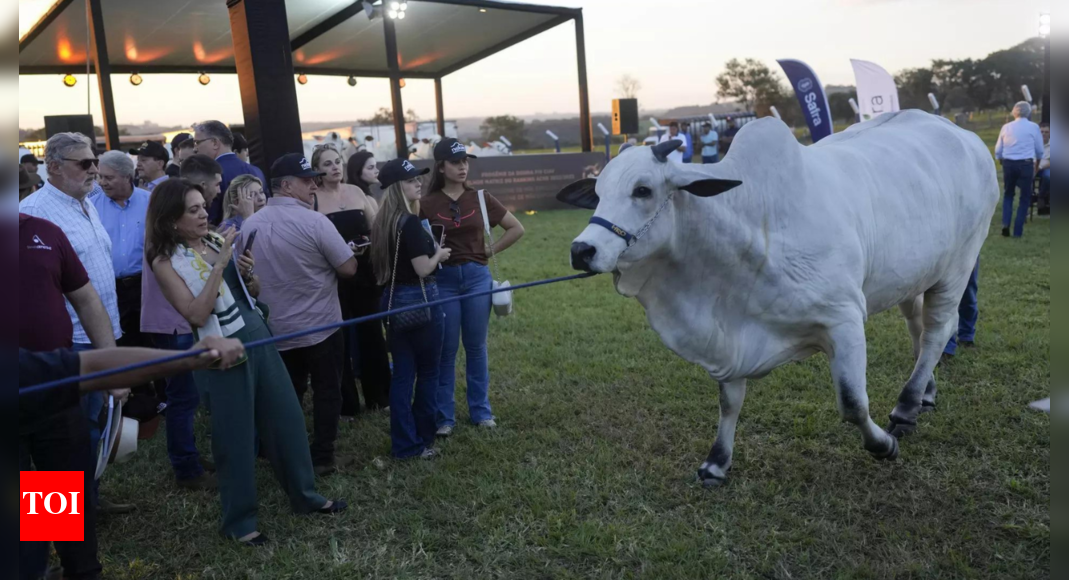 Elite Brazilian cow breaks world record, fetches over $4 million at ...