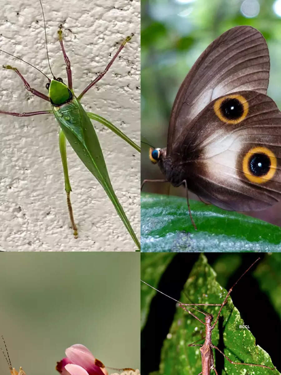 8 insects that imitate animals or objects | Times of India
