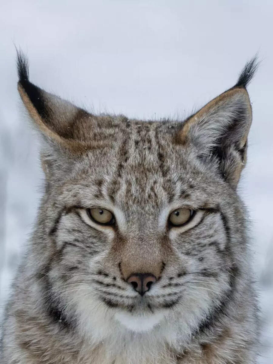 International Lynx Day: 10 amazing facts about these elusive jungle ...