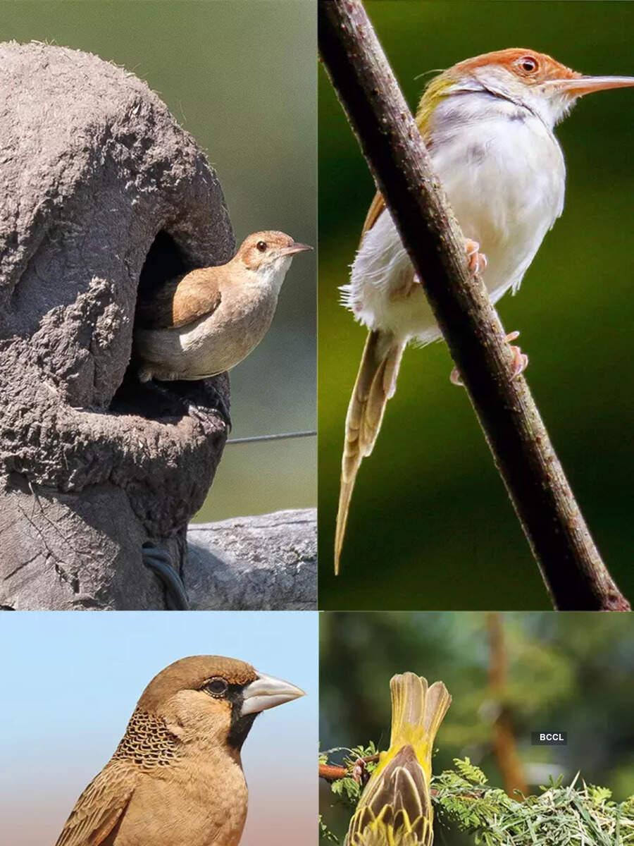 10 birds that exhibit the most advanced nest-building skills | Times of ...