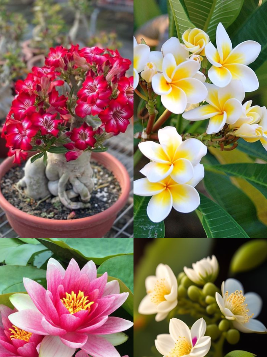 10 Beautiful Flowering Plants To Grow During Monsoon | Times Now