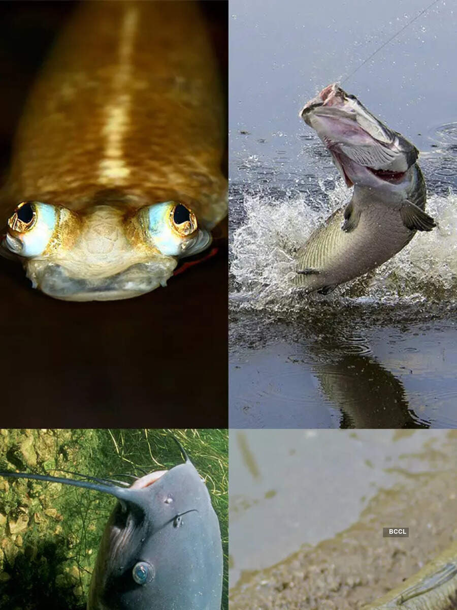 10 fish species with extraordinary breathing adaptations | Times of India