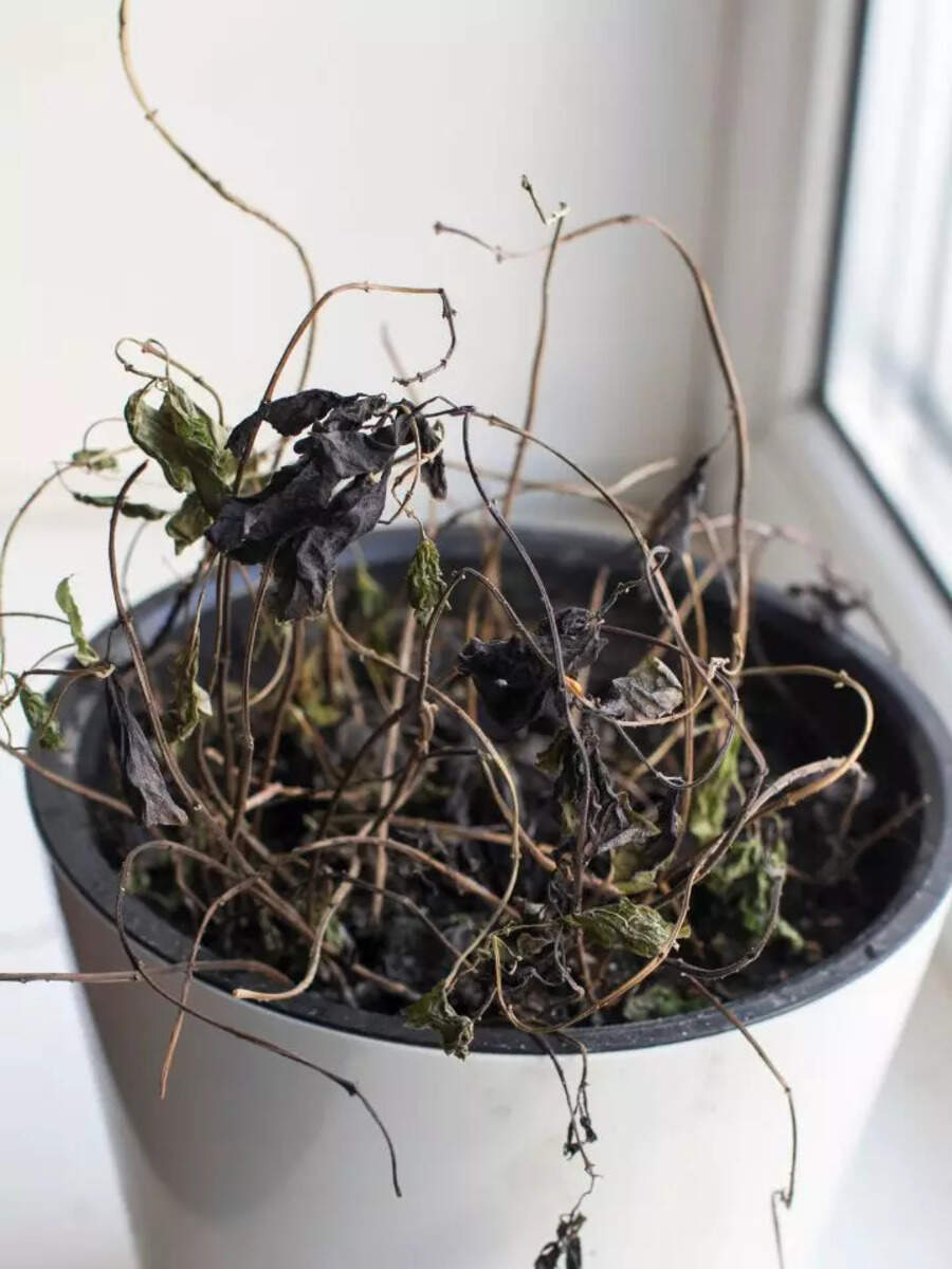 10 ways to prevent plants from drying and dying this summer | Times of ...