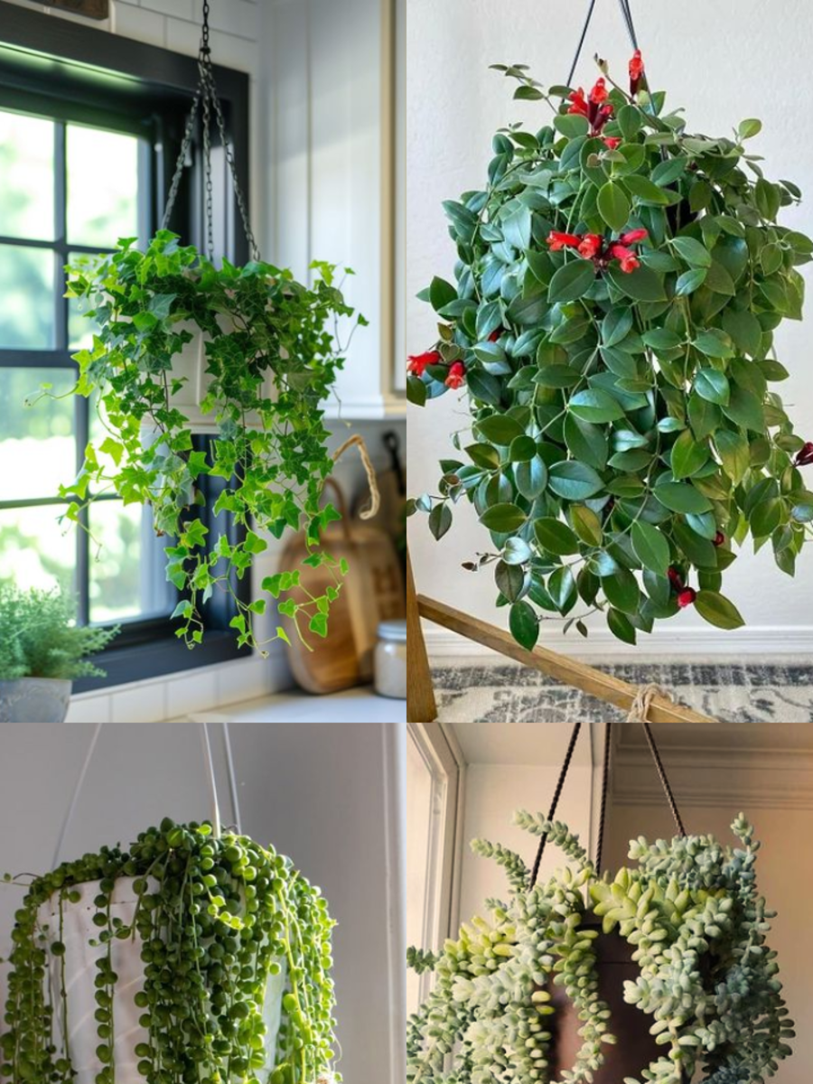 10 Monsoon Hanging Plants For Your Living Room | Times Now