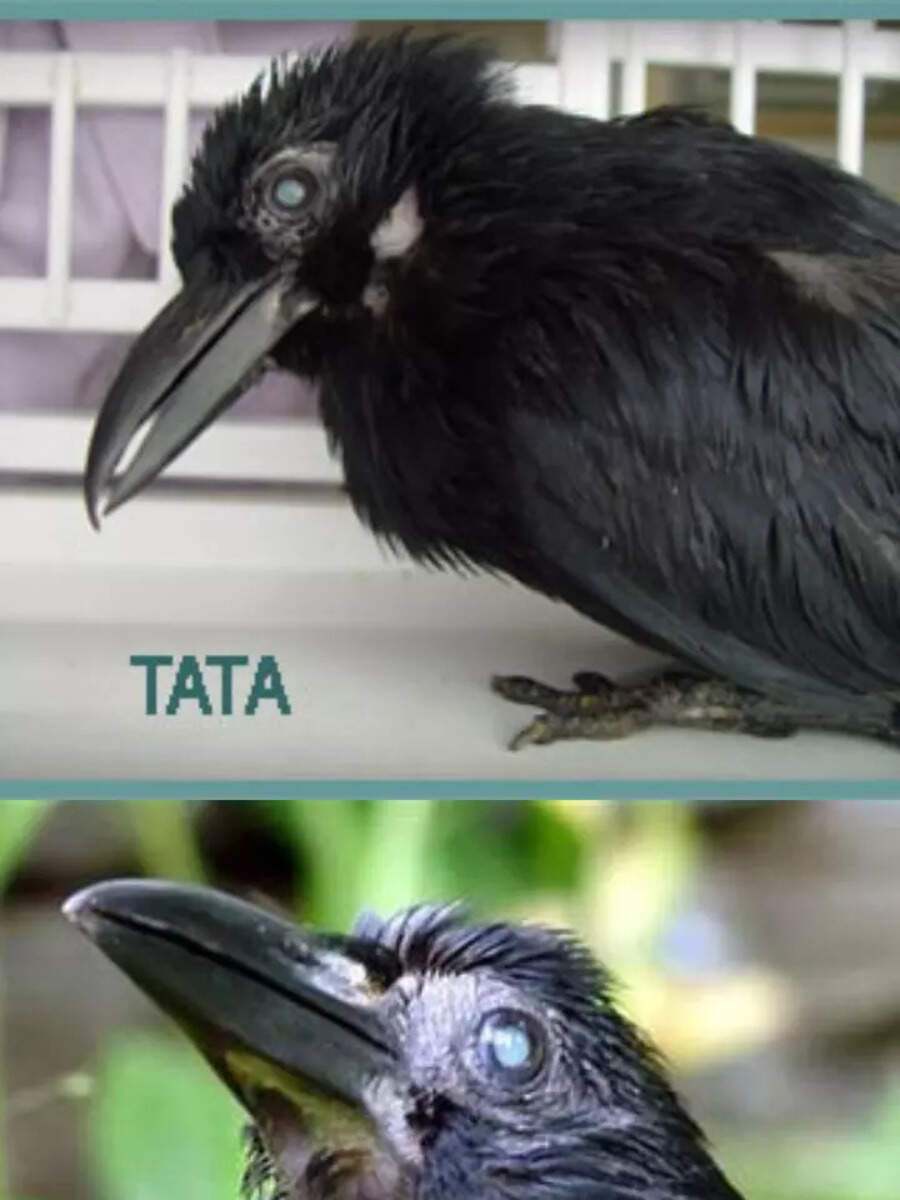 Tata: Oldest Crow Ever That Lived to be 59 Years Old | Times Now
