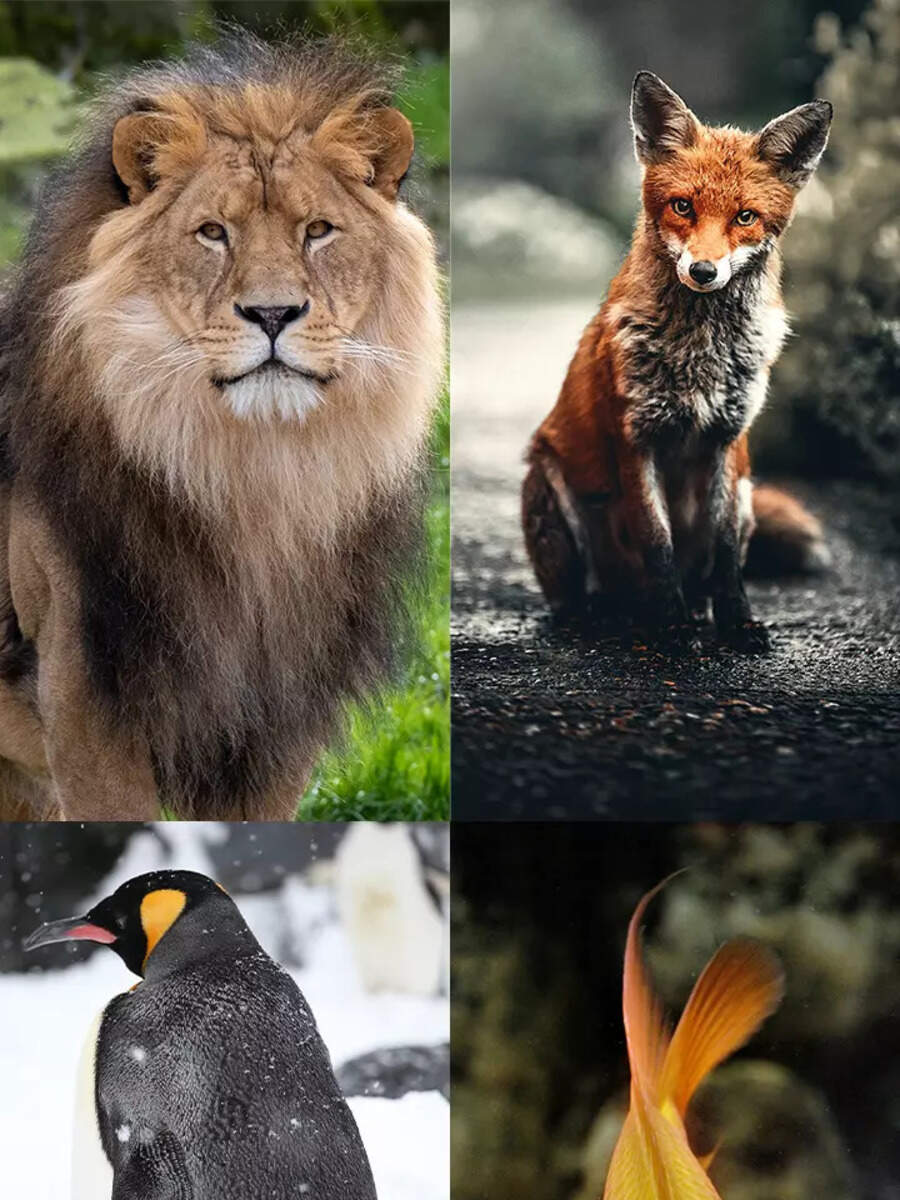 10 animals with unique parenting behaviours | Times of India