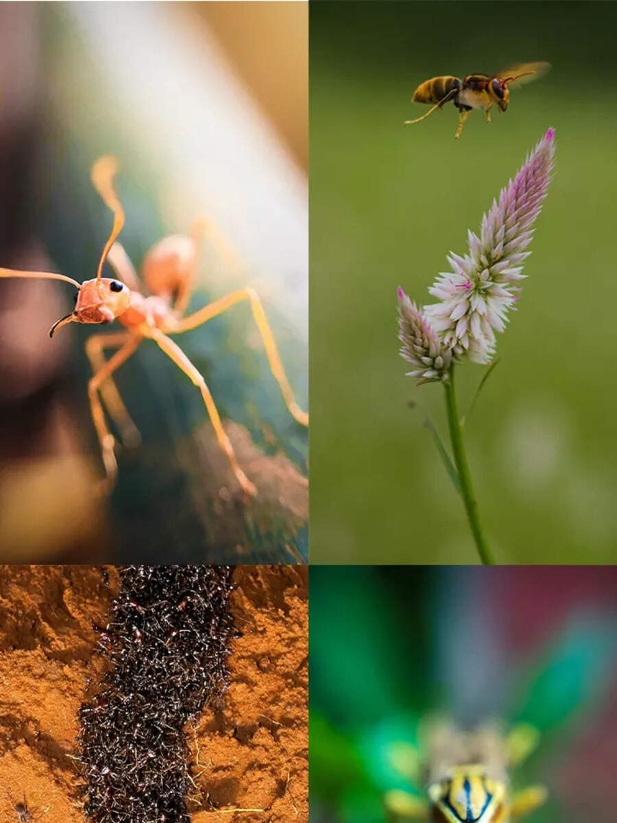 10 insects known for their distinct social hierarchies | Times of India