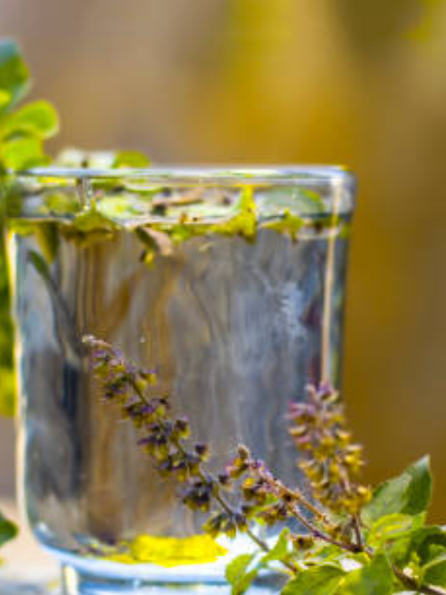 9 Health Benefits Of Having Tulsi Water | Times Now