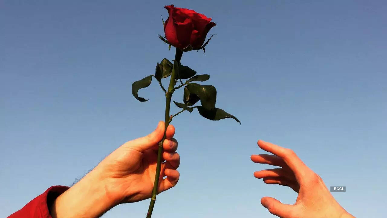 Single Red Rose Symbolism - Infoupdate.org