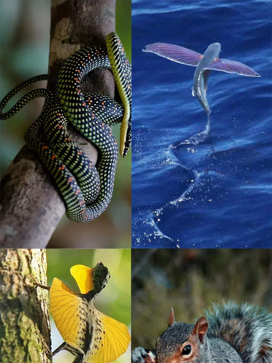 10 animals that glide without wings | Times of India