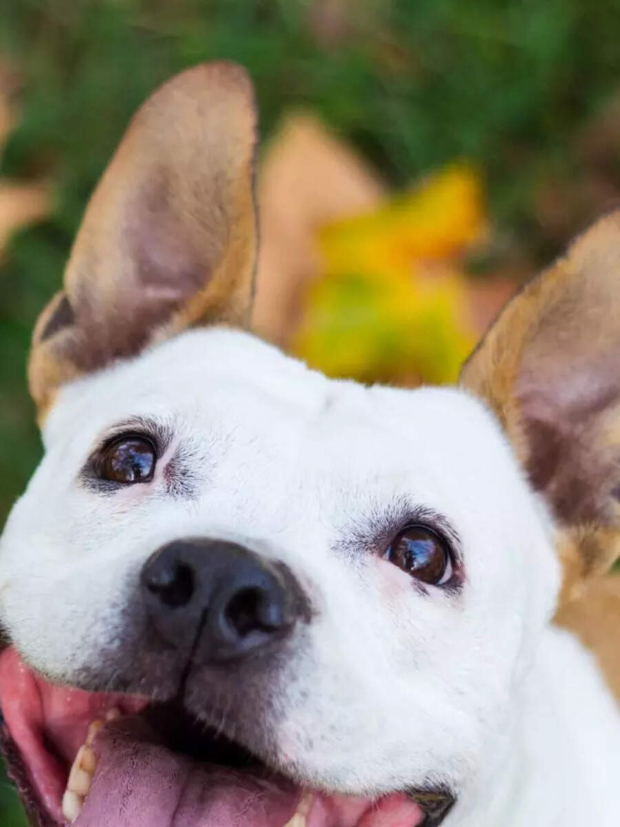 Dog Qualities: 10 most adorable qualities only dogs possess | Times of ...