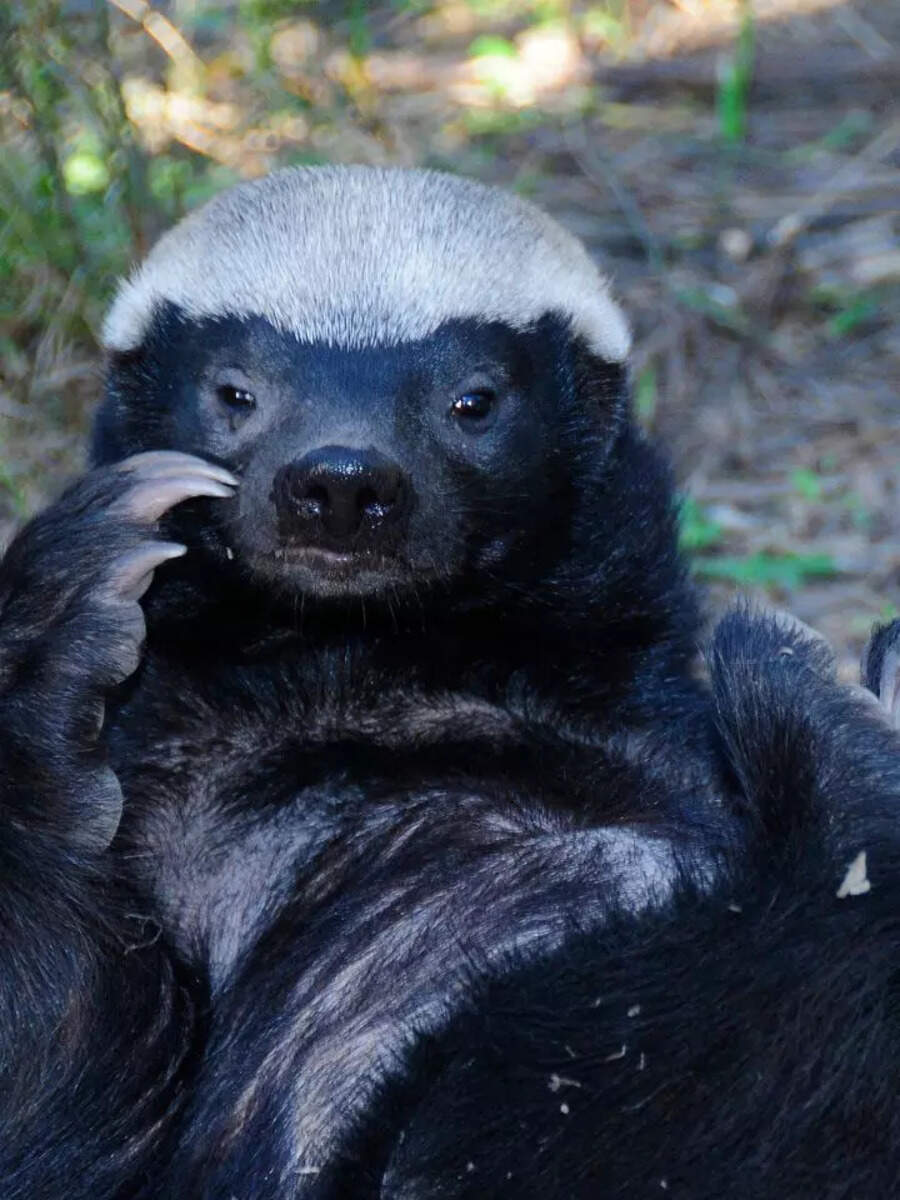 10 animals that can fight and win with animals much bigger than their ...