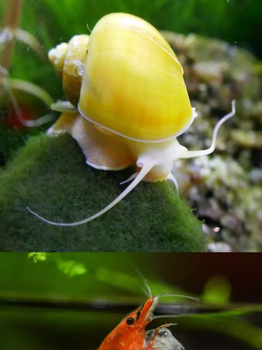 8 unique pets to keep in home aquarium apart from fishes | Times of India