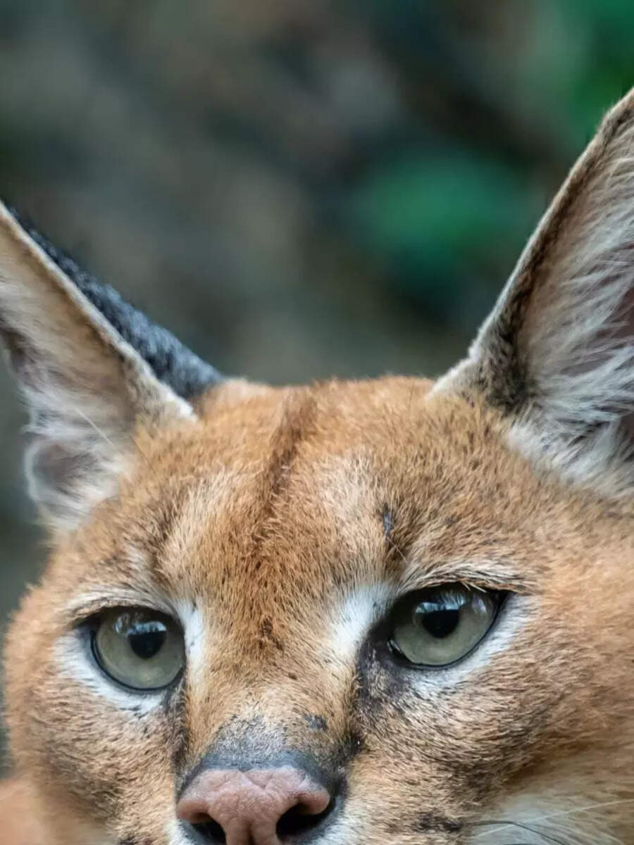 10 most beautiful and majestic members of the wild cat family | Times ...