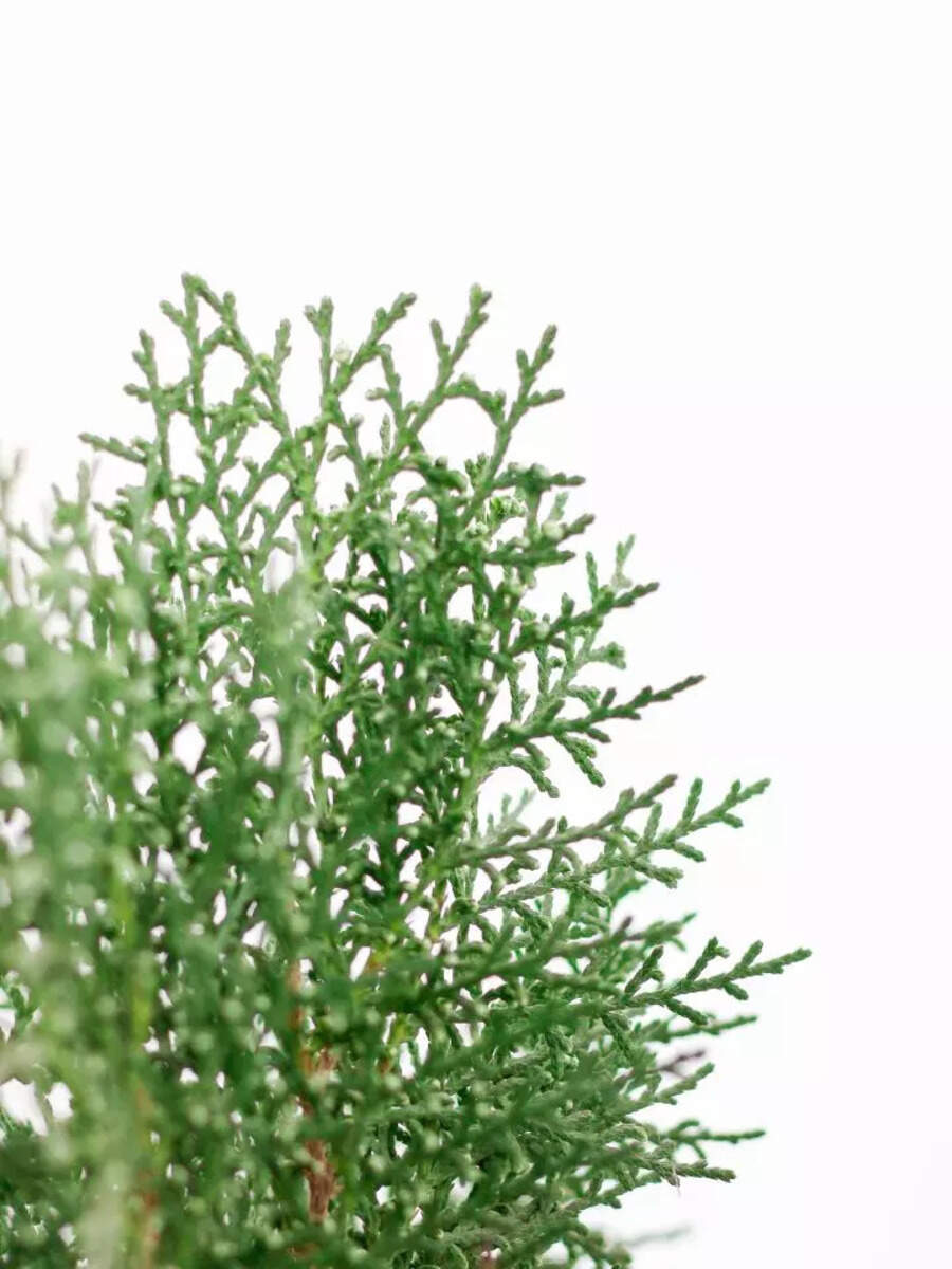 All about the Morpankhi plant that invites blessings and abundance ...