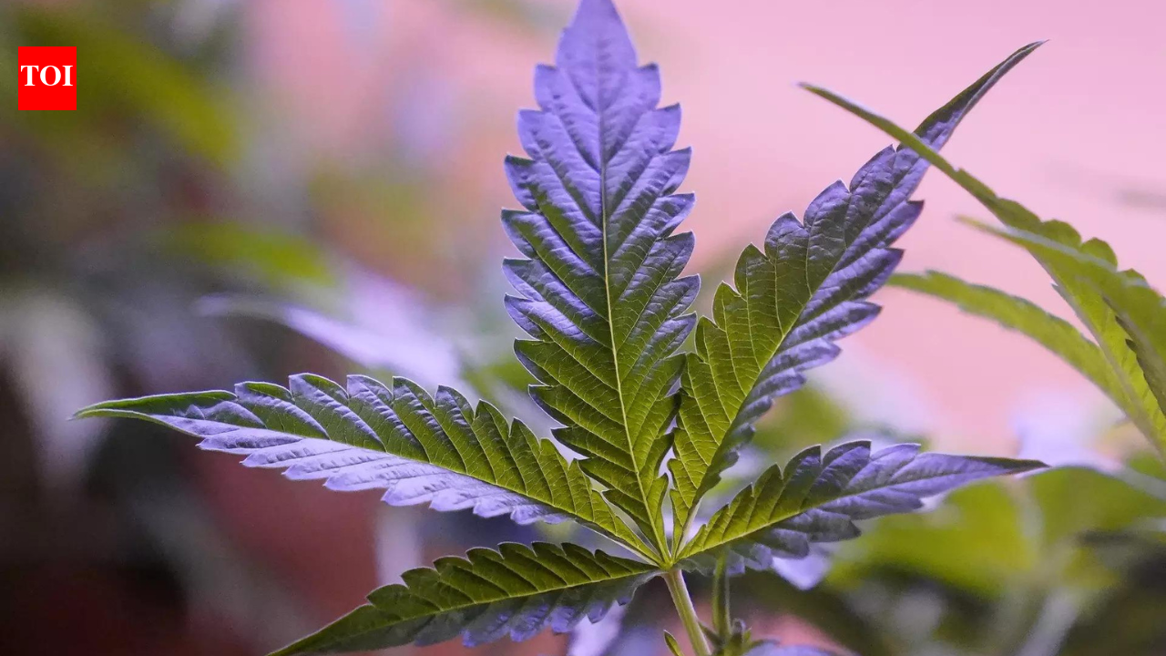 Maharashtra excise department seizes 135kg marijuana stock worth Rs 40 ...