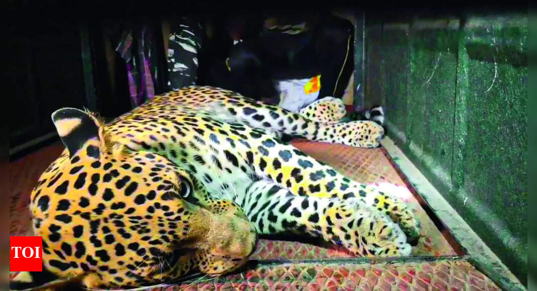 Leopard: Leopard rescued after it strays into school campus | Chennai ...
