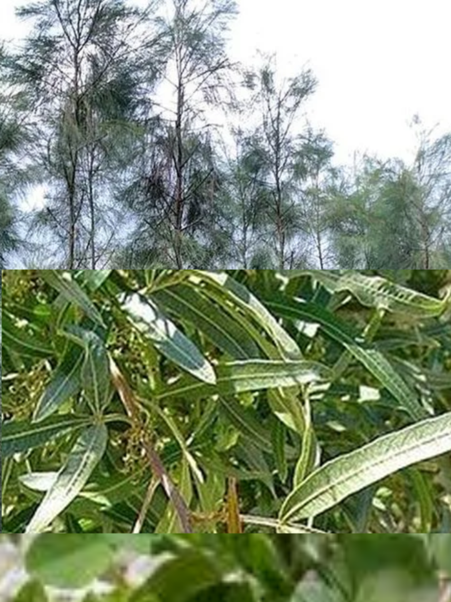 5 Most Dangerous Trees | Times Now