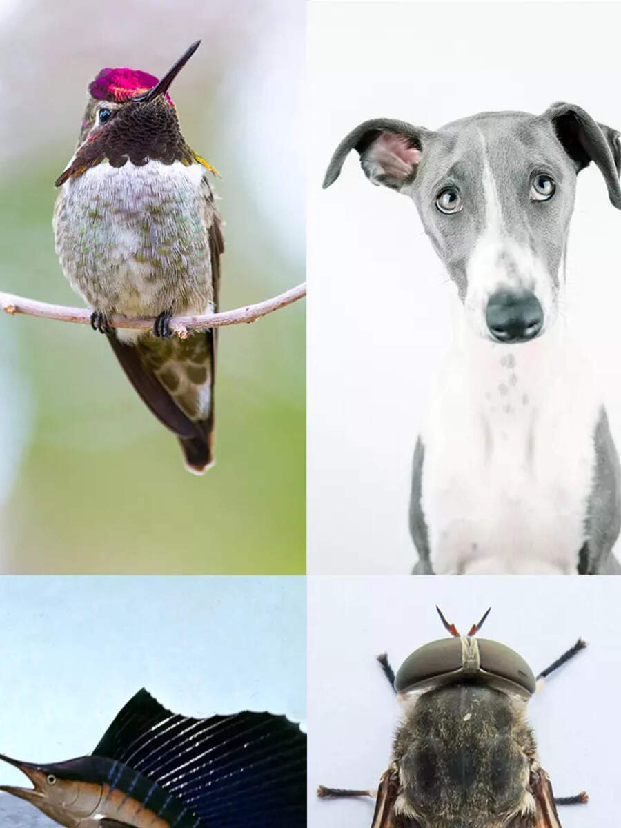 10 animals that excel in speed | Times of India