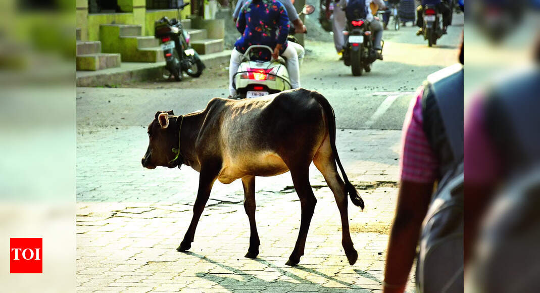 Stray Cattle: Tambaram civic body ropes in private agency to seize ...