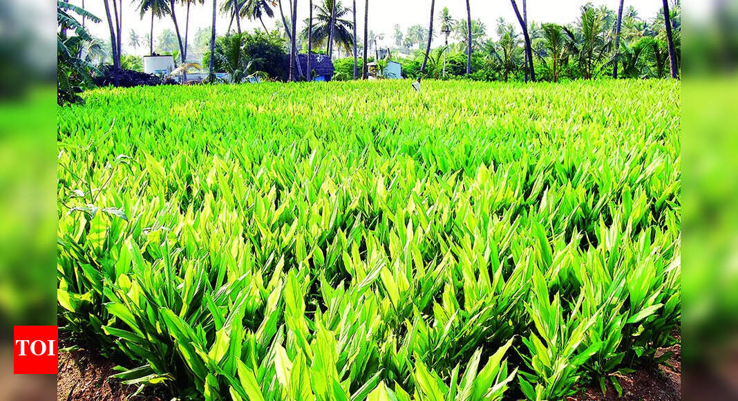 This monsoon, agri dept to focus on promoting turmeric, paddy ...