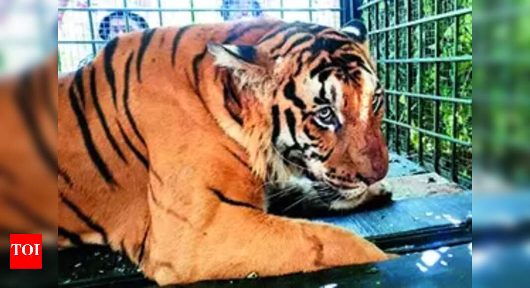 Tiger: Foresters capture tiger with snare around its lower back ...