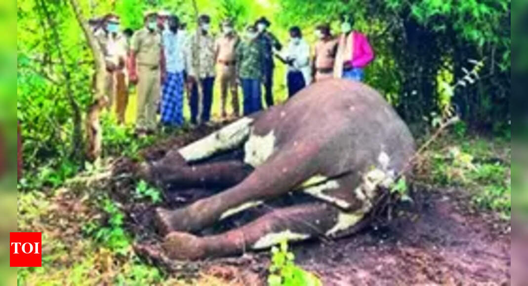 Elephant Found Dead: Elephant found dead with injuries | Salem News ...