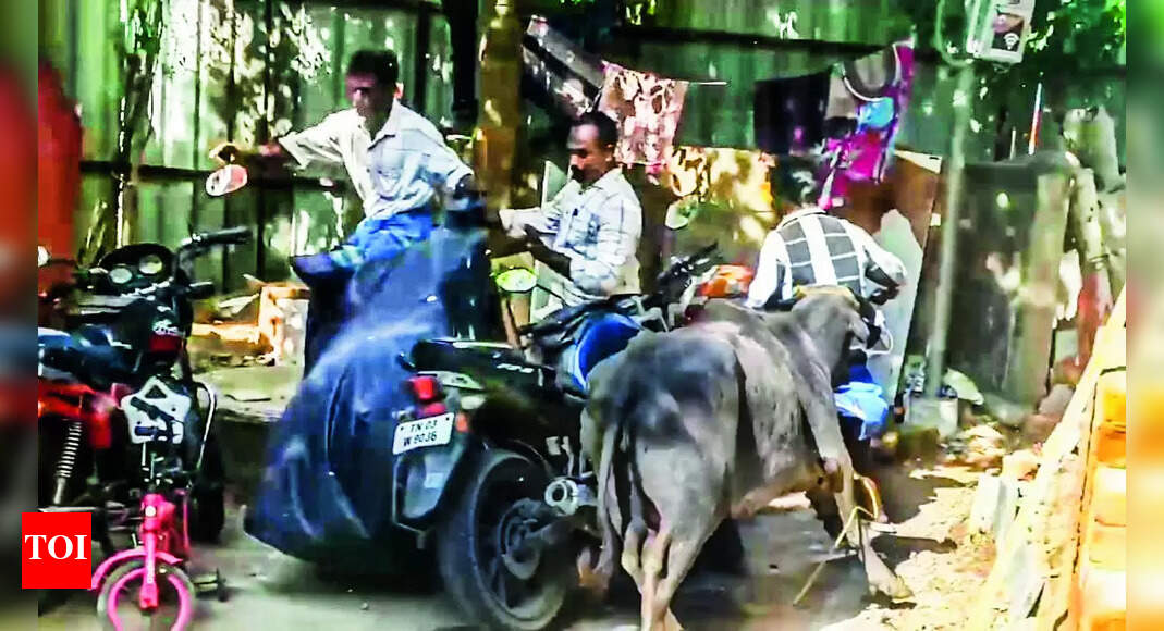 Stray Buffalo Attack: Stray buffalo attacks woman pedestrian | Chennai ...