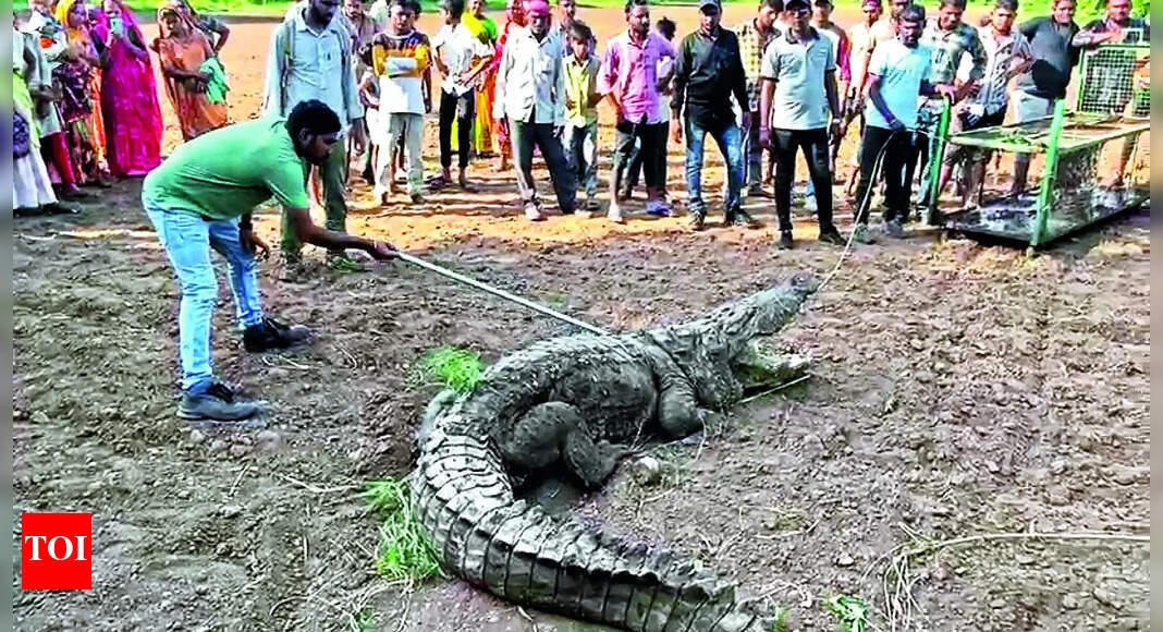 Crocodile: Citizens Encounter Crocodiles Every 3rd Day in Vadodara ...