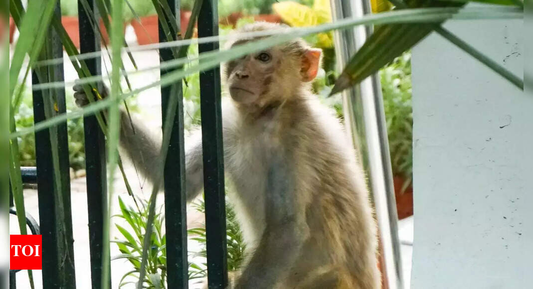 Monkey Attacks: Monkey attacks 25-day-old girl, doctors put in 14 ...