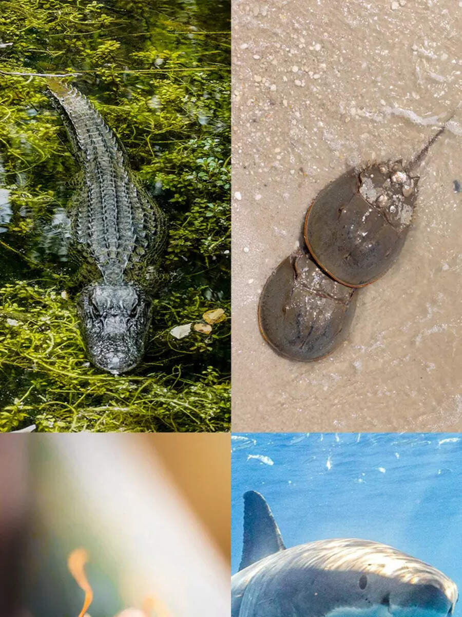 8 animals that outlived extinctions | Times of India