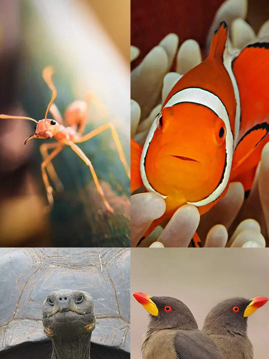 10 animals that coexist symbiotically | Times of India