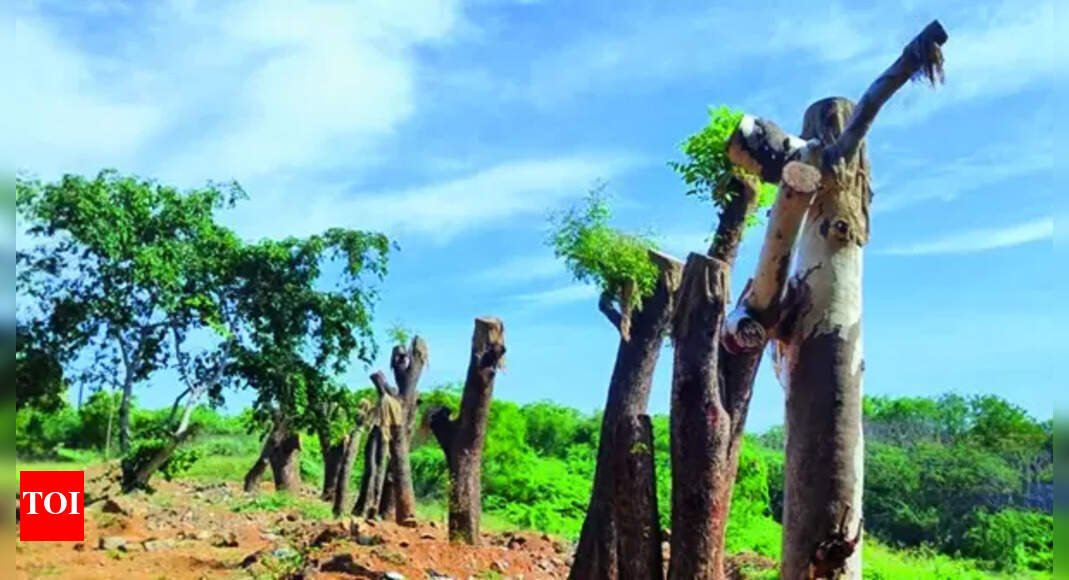 Translocated Trees: 90% trees translocated from Trichy GH spring back ...