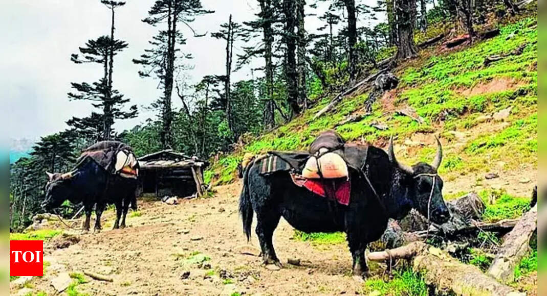 Dzomo: Arunachal’s cross-breed Dzomo a promising choice for yak herders ...
