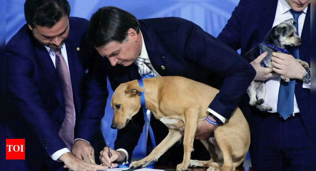 When the President's dog signed an anti-animal cruelty law into effect ...