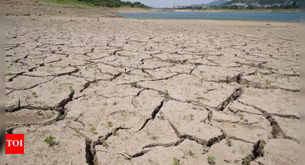 Central China farmers face crop failures in 'withering' drought - Times ...