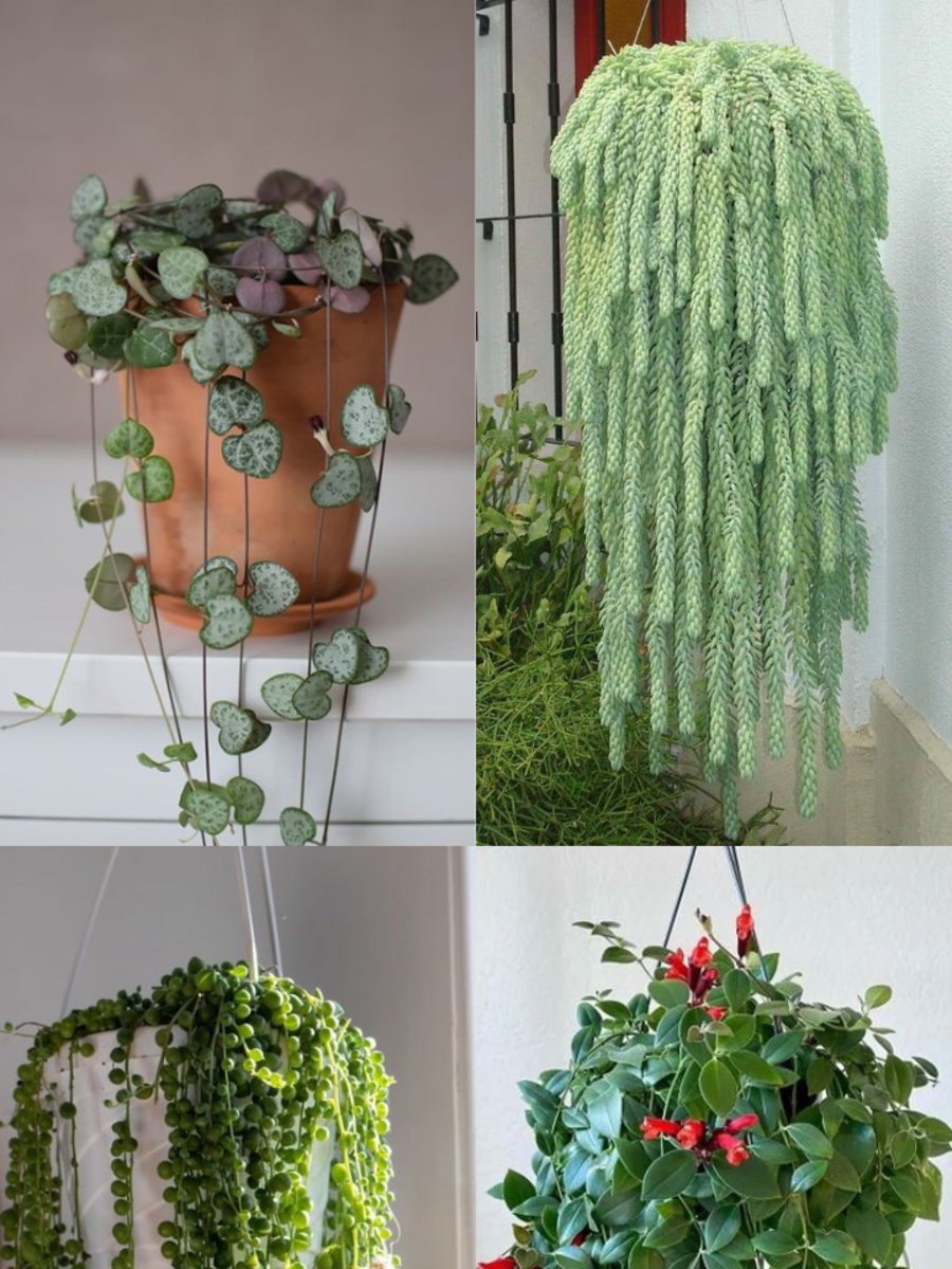 10 Beautiful Hanging Plants That Are Perfect Additions To Your Home ...