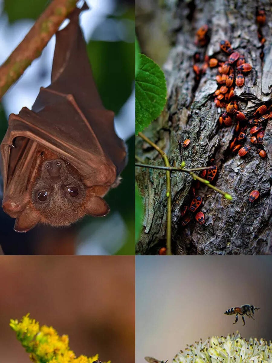 10 animals crucial for pollination | Times of India