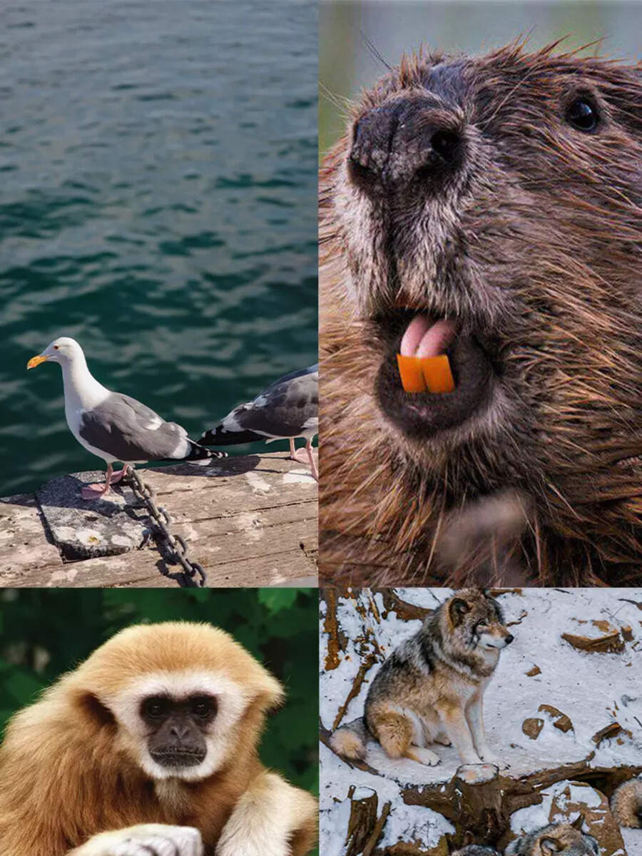 10 animals famous for their faithfulness