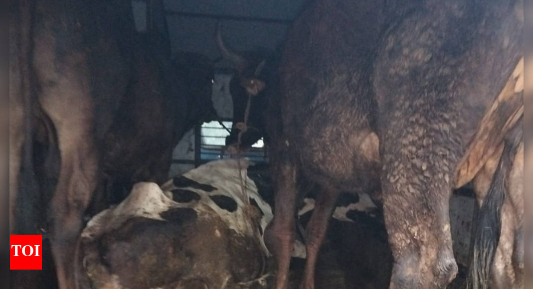 3 cows rescued from illegal slaughter at Oshiwara during Bakrid ...