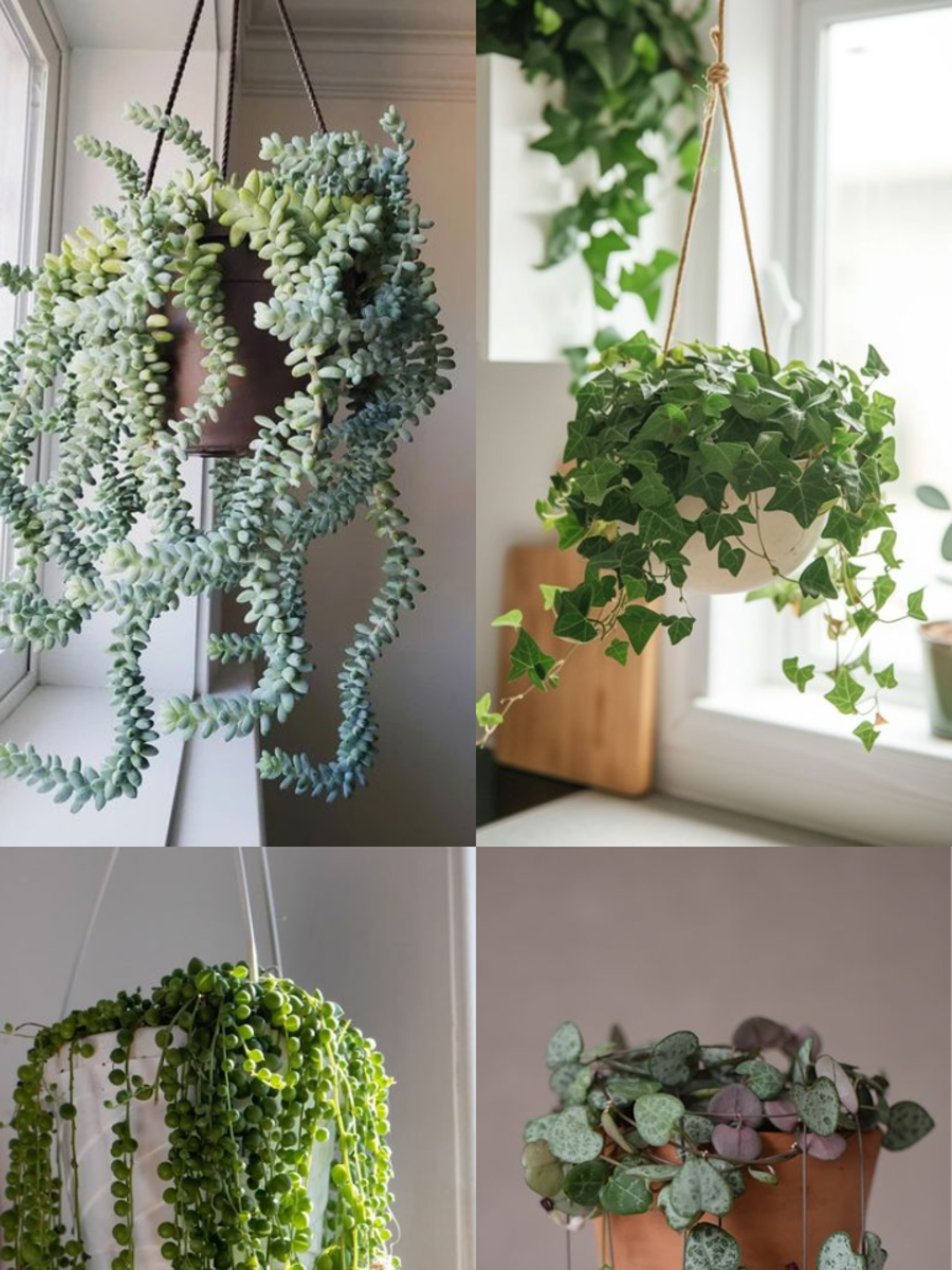 10 Beautiful Hanging Plants To Enhance Indoor Beauty | Times Now
